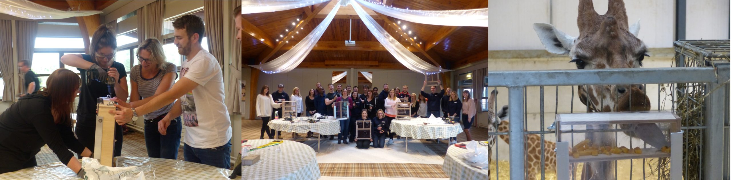 Unique Team Building in Animal Collections over UK- Teambuildingwithbite