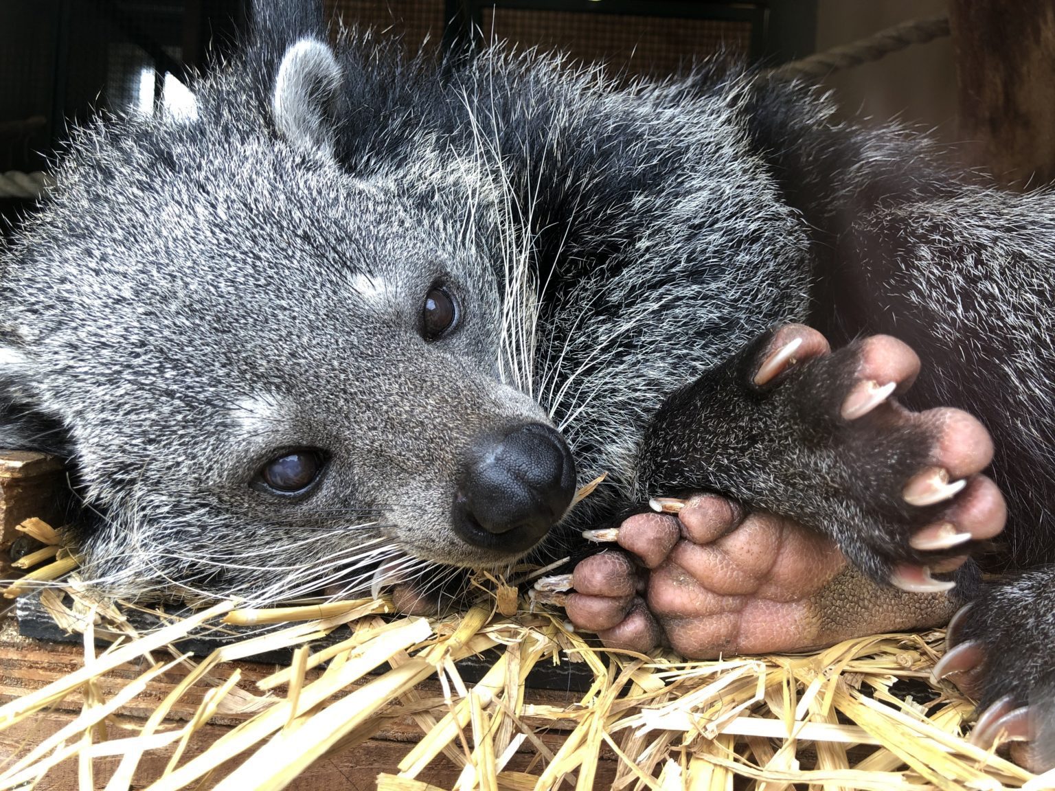 Unique Team Building in Animal Collections over UK- Teambuildingwithbite
