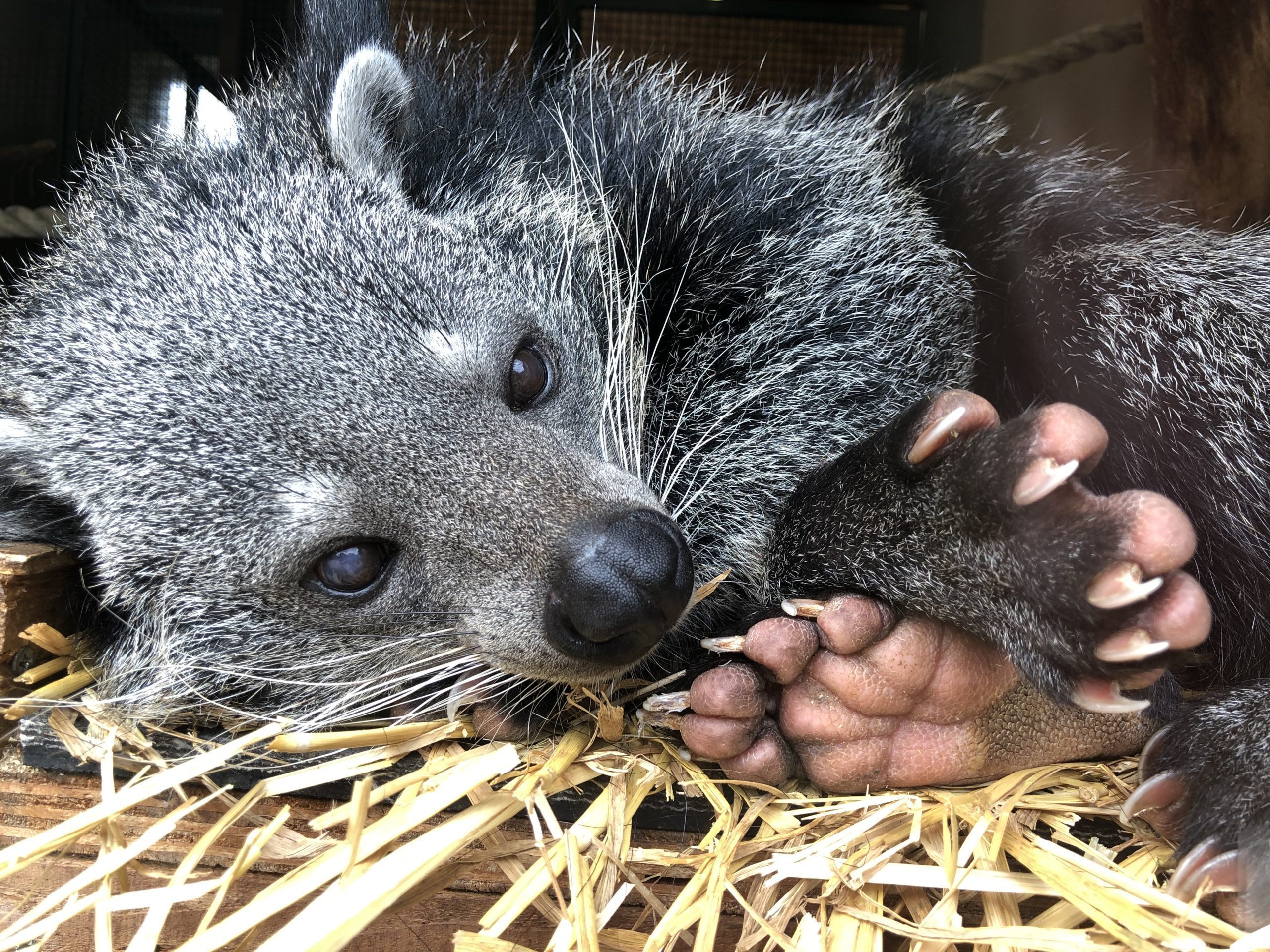 Unique Team Building in Animal Collections over UK- Teambuildingwithbite