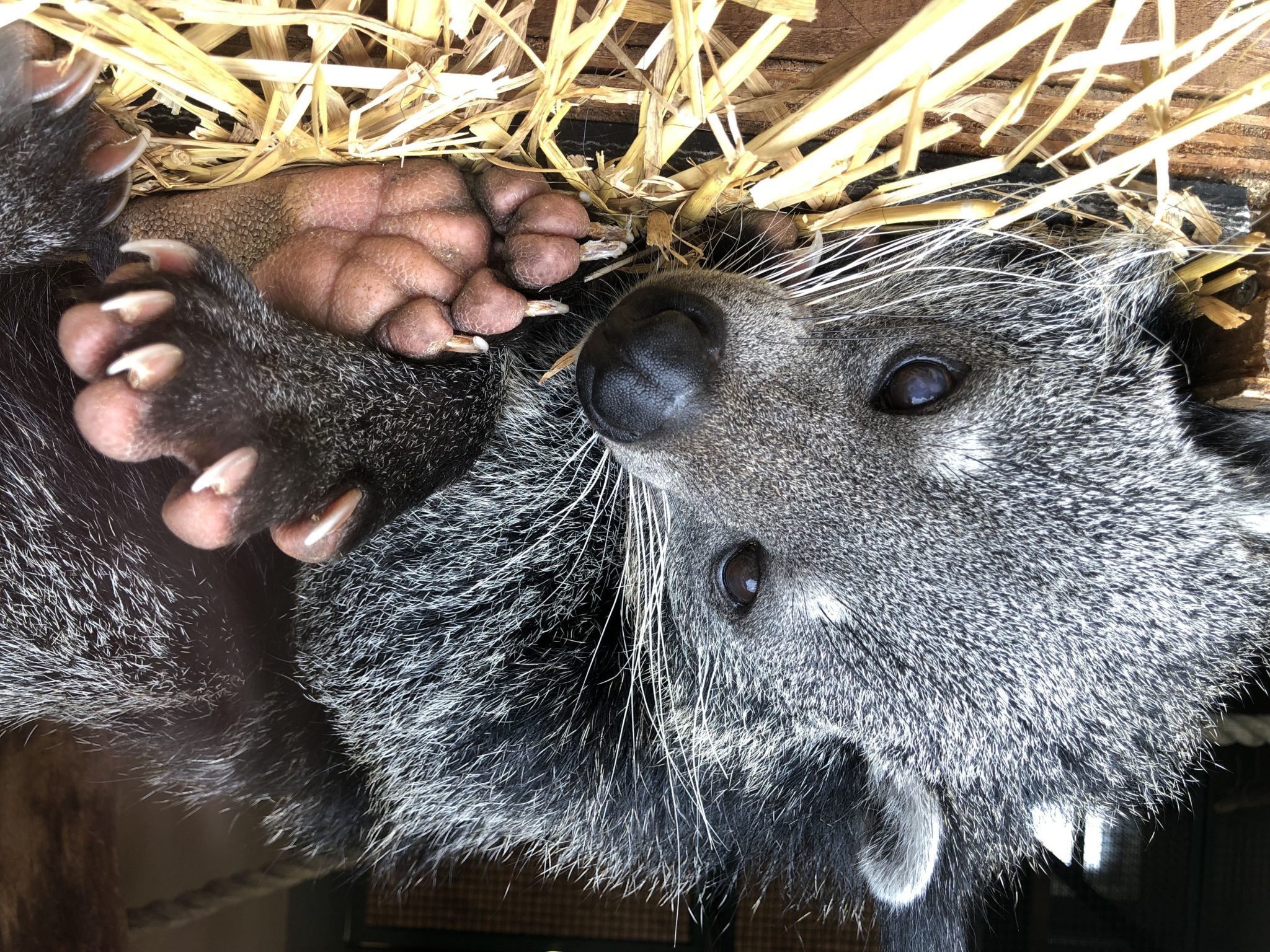 Unique Team Building in Animal Collections over UK- Teambuildingwithbite