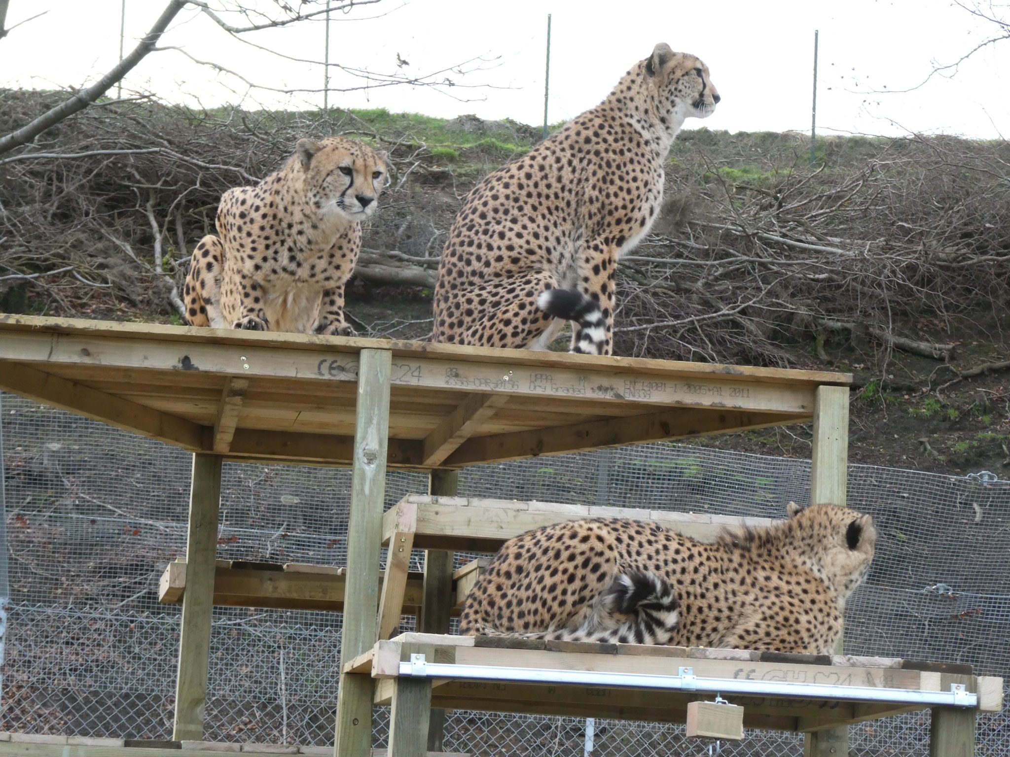 Five Sister Zoo| Corporate events - Team Building With Bite